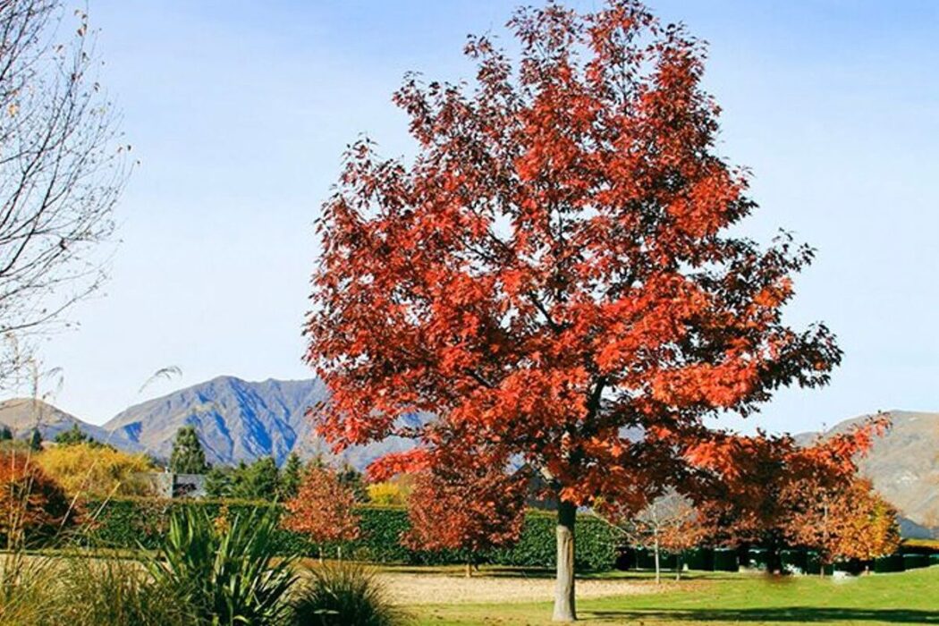 Fun Facts About Oak Trees You Didn’t Know